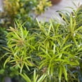 Southern Living Mood Ring Podocarpus Live Shrub in 2.5-Quart Grower Pot ...