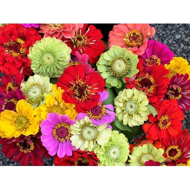 Burpee Cut and Come Again Mixed Colors Zinnia Flower Seed, 1-Pack ...