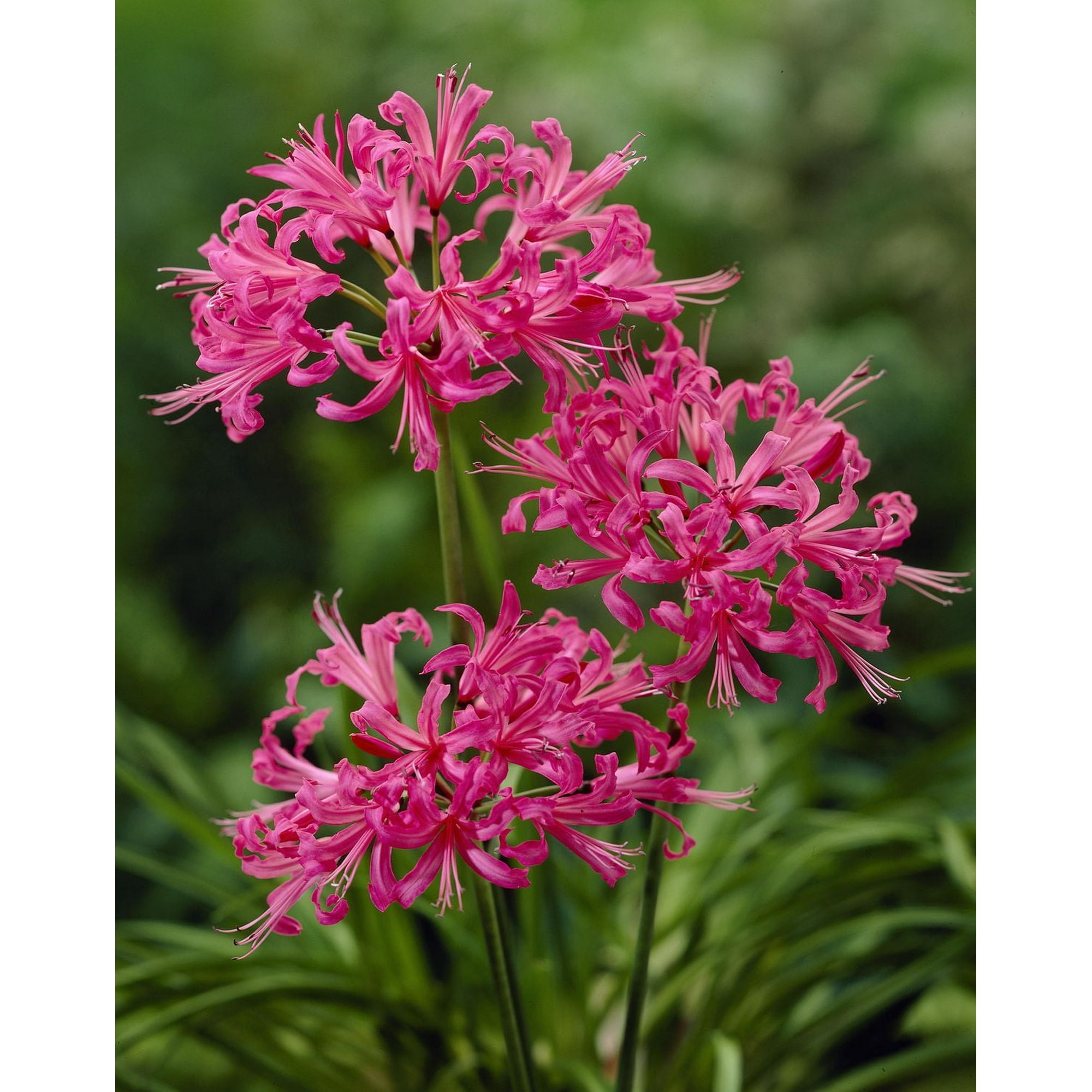 Click here for Tasc Flower Bulbs - Nerine Bowendinii prices