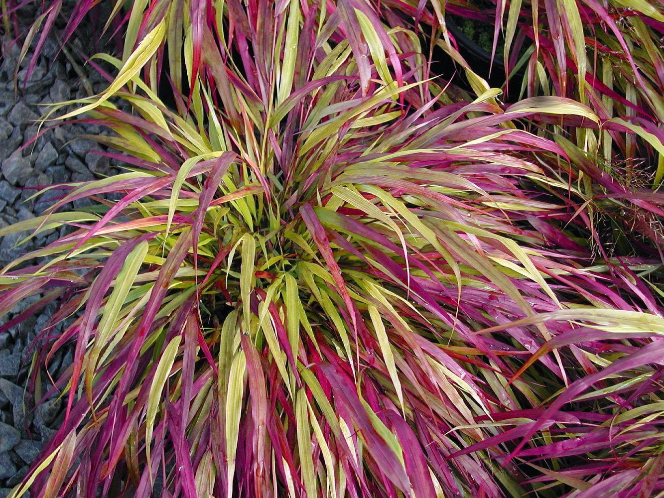 Naomi Japanese Forest Grass - Hakonechloa - Shade Lover - 2.5" Pot ...