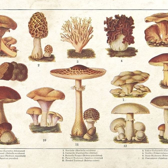 Mushroom Types Chart