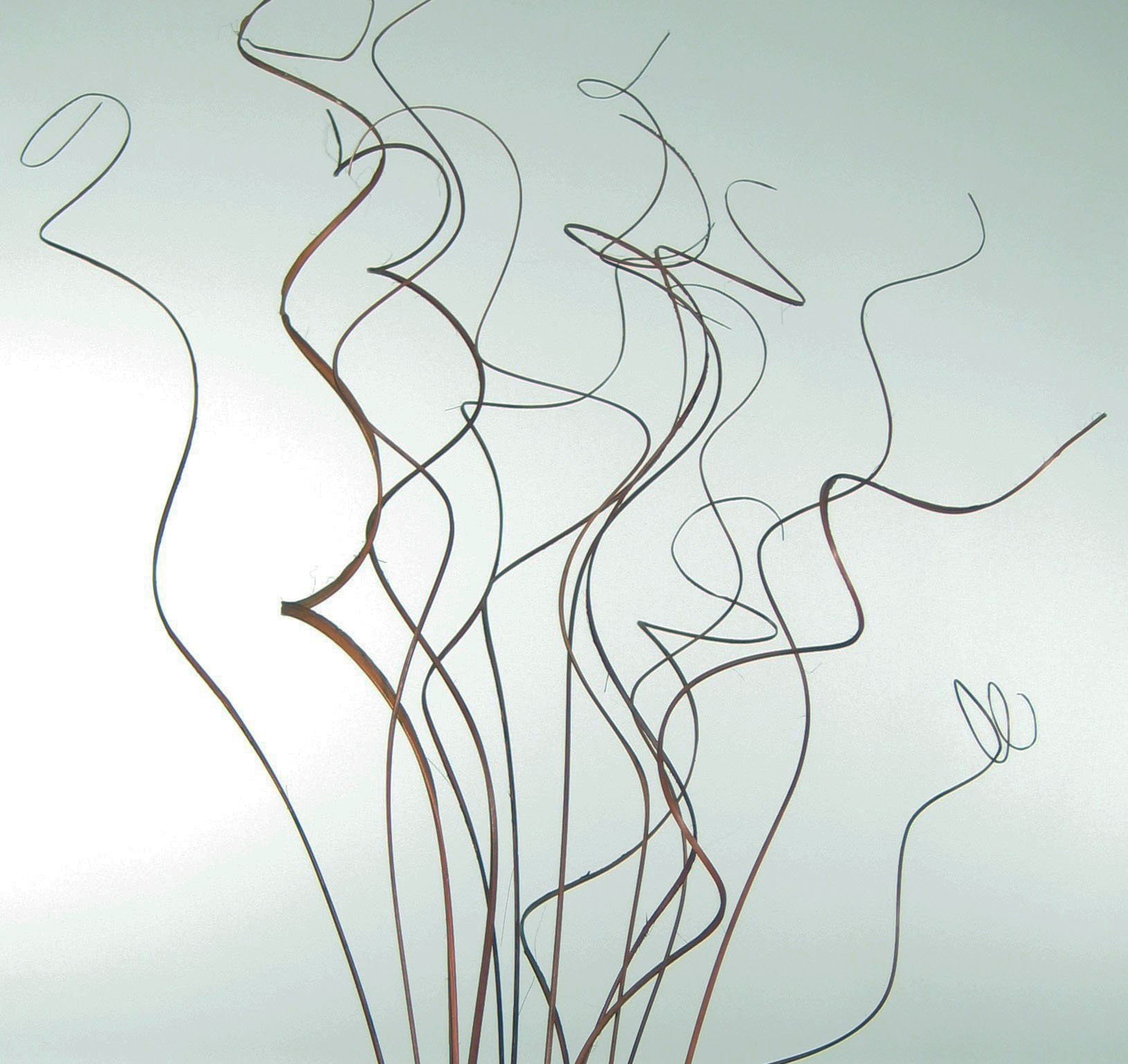 GreenFloralCrafts Dried Floral Filler Extra Tall Curly Ting-Ting 3.5 ft ...