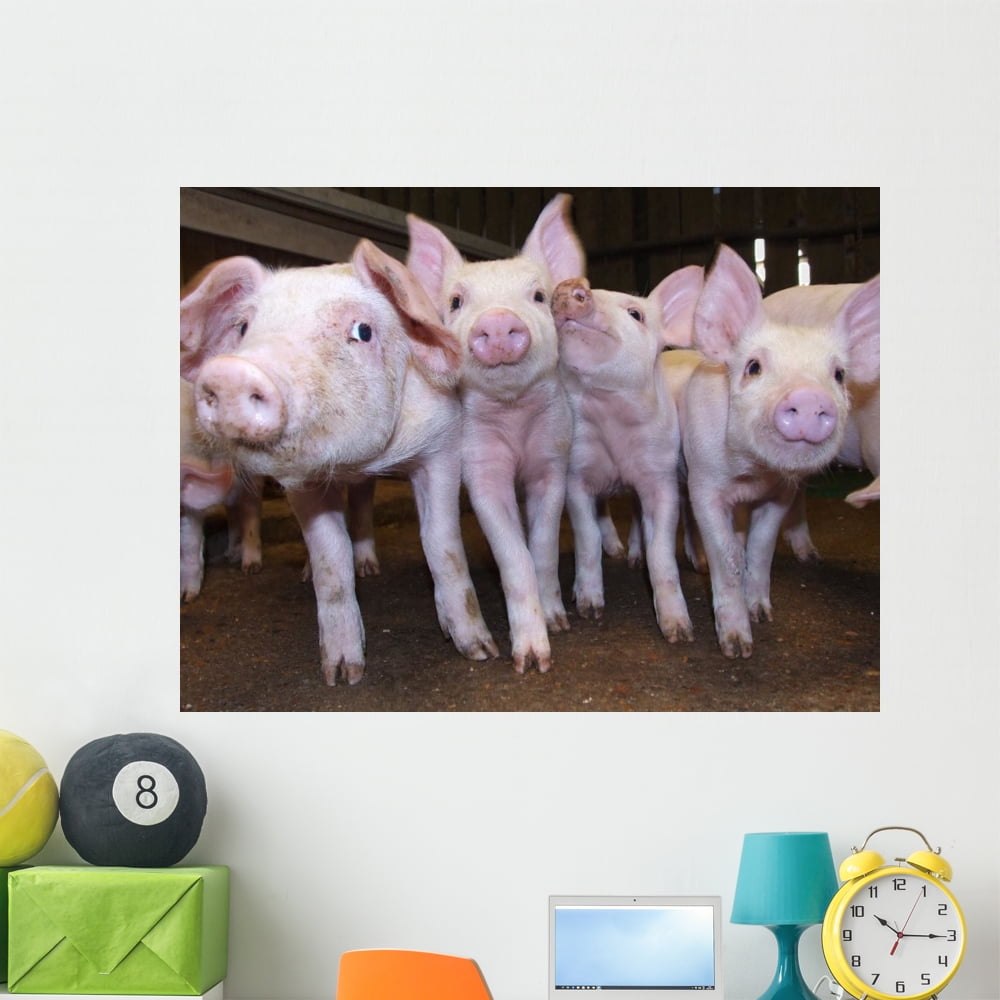 Pigs Wall Mural Decal by Wallmonkeys Vinyl Peel and Stick Graphic (48 ...