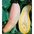 Squash Pink Banana Jumbo Garden Heirloom Vegetable 15 Seeds - Walmart.com