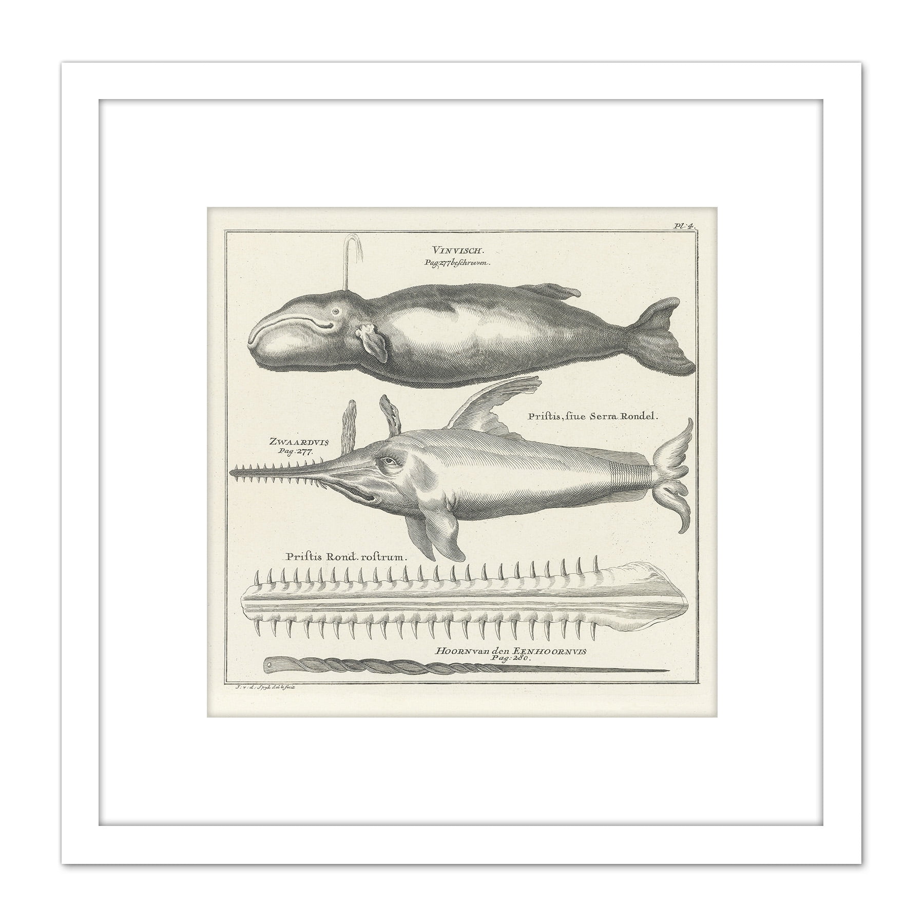 Spyck Sperm Whale Sawfish Nature Study Drawing 8X8 Inch Square Wooden ...