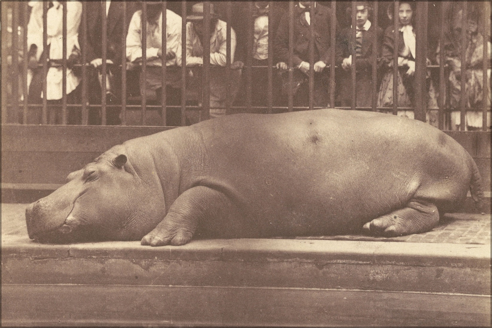 24"x36" Gallery Poster, Count de Montizon (Spanish - The Hippopotamus ...