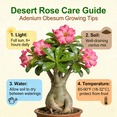 Rare Desert Rose -Plants Bulbs For Planting-Ornamental-Plants for ...