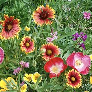 Ruby Passion Sunflower Flowering Seeds, 15 seeds per pack - Walmart.com