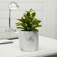 FloraCraft 8 Artificial Jade Plant - Lifelike Greenery Dcor - Walmart.com