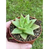 Echeveria agavoides, Molded-Wax Agave, in 3 inch Pot, Super Filled ...