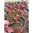 Red Taco Plant, 4 inch Peperomia graveolens Ruby Glow - Walmart.com