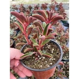 Red Taco Plant, 4 inch Peperomia graveolens Ruby Glow - Walmart.com