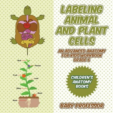 The Animal Cell and Division Biology for Kids Children's Biology Books ...