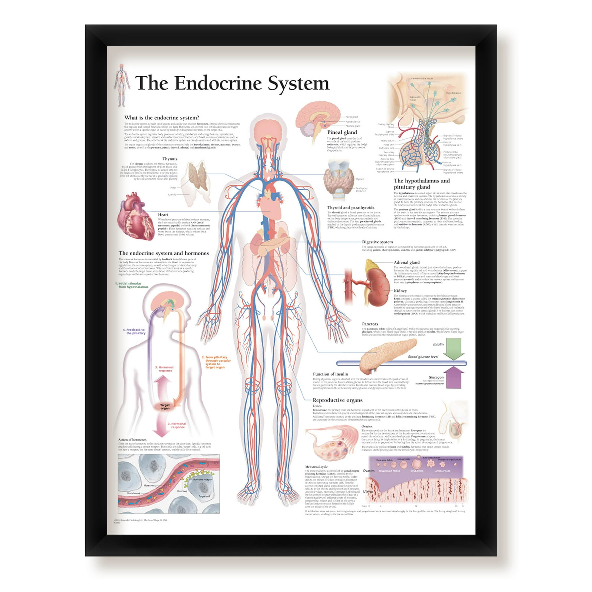 Endocrine System Diagram For Kids