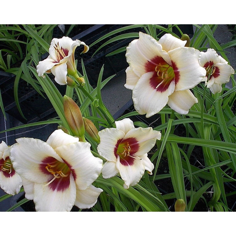Pandoras Box Daylily
