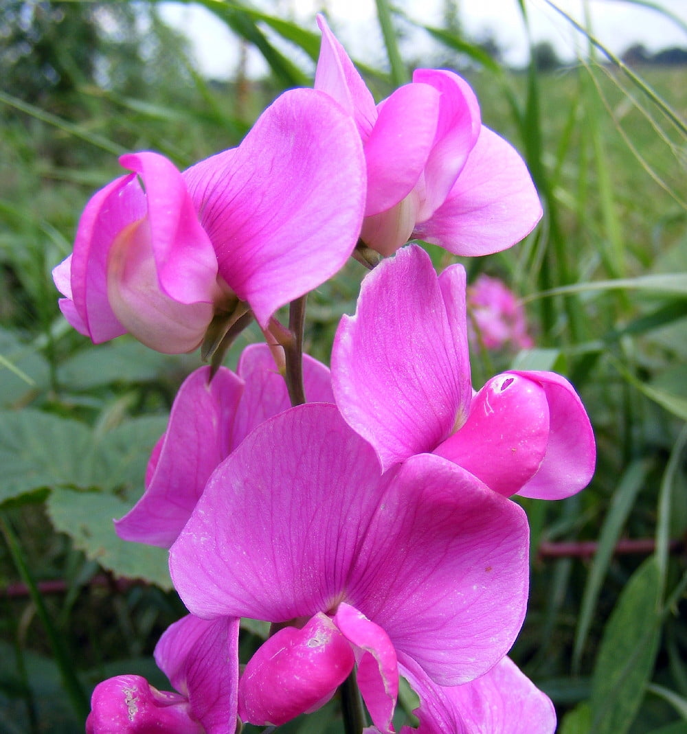 Perennial Sweet Pea Vine Seeds