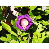 Seedville USA, Flower Seeds, Cup & Saucer Vine Cobaea Scandens, Purple ...