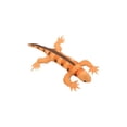 Bawilom Fabric Lizard Toy With Catnip And Crinkle Sturdy Build For Cats ...