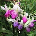 2 Fuchsia Live Plants, 5-9 Inches Tall, Trailing Flowering Fuchsia ...