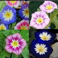 MORNING GLORY FLOWER MIX DWARF 25 SEEDS BEAUTIFUL VINE TRELLIS COMBINED ...
