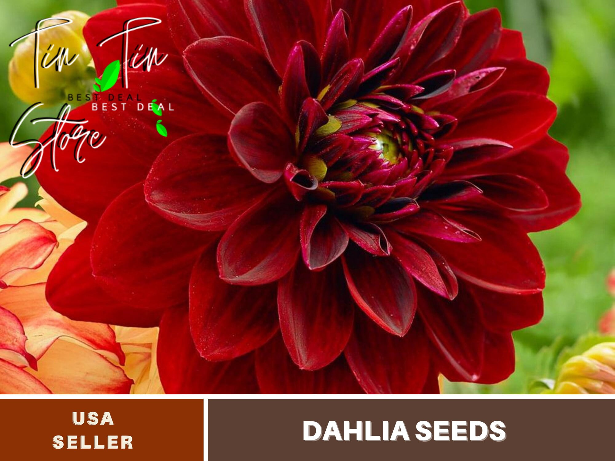 40+ Seeds| Mingus Alex Dahlia Perennial Seeds - Buy 3 Get 1 Free#D011 ...