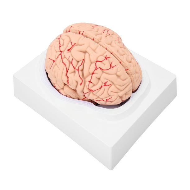 Detachable Brain Model,Human Brain Model 8 Human Brain Model ...