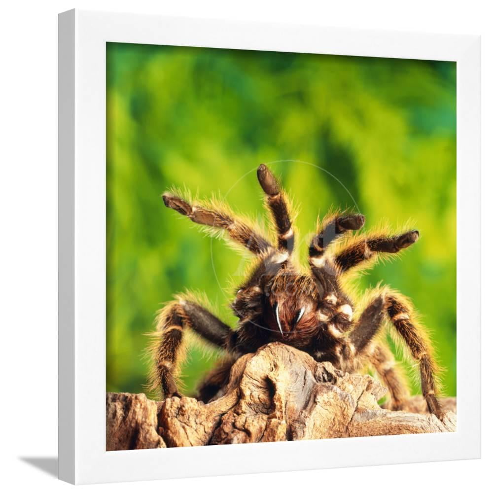 Tarantula, BirdEating Spider, Animals Framed Art Print Wall Art by Andy ...