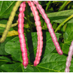 Seedville 100 Red Ripper Cowpea Plant Seeds, Red Pods & Red Peas ...