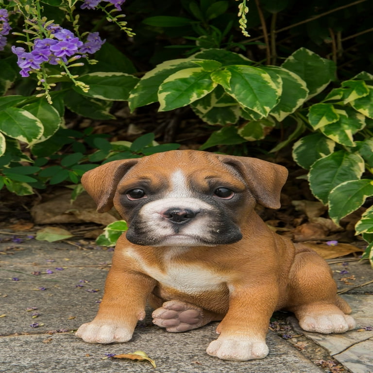 Brown Boxer Puppies