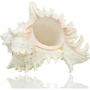 Bigger Real Giant Clam Seashell 22" Tridacna Gigas White Gray Large ...