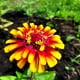 50 CAROUSEL MIX ZINNIA Elegans Carrousel Whirligig Mixed Colors Bicolor ...