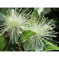 20 TRUE MYRTLE Myrtus Communis aka Common & Sweet Myrtle Fragrant White ...