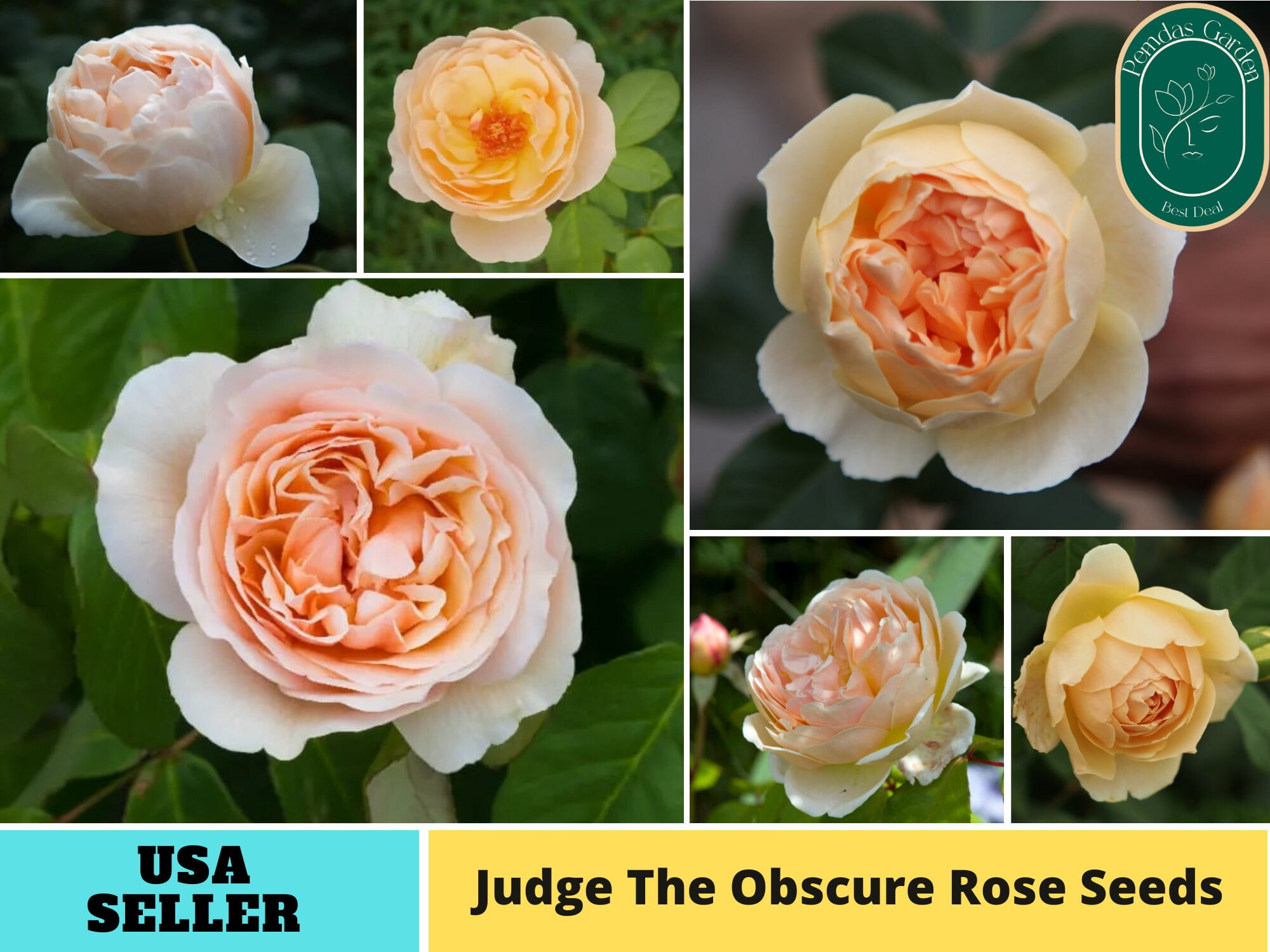 30+ Seeds| Judge The Obscure Flower Rose Seeds - Authentic Seeds ...