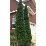 Live Christmas Tree Emerald Green Arborvitae (2.5 Quart) Evergreen ...