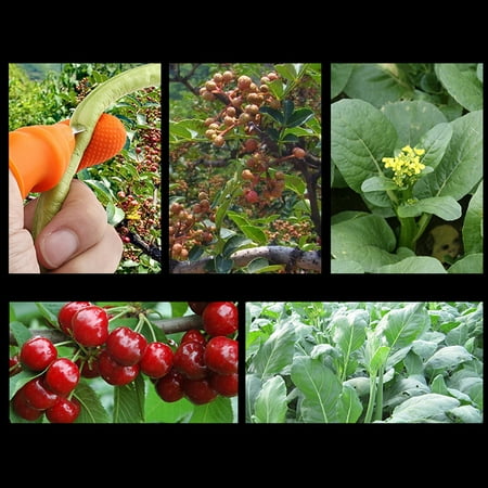 Pick Pepper Picker,Pick Vegetables Pick Pepper Thumb Cutter Pick ...