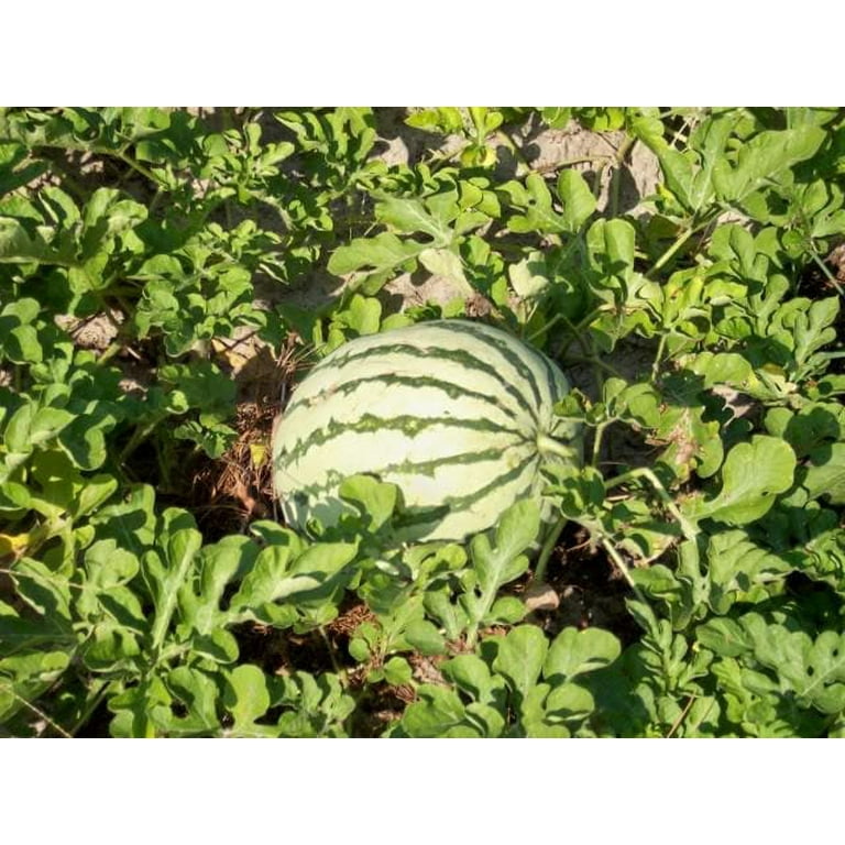 White Watermelon Seeds