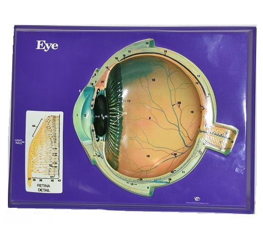 Eye Model Labeled