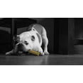Himalayan Dog Chew Large Yak Cheese Treat, 1 Count - Walmart.com