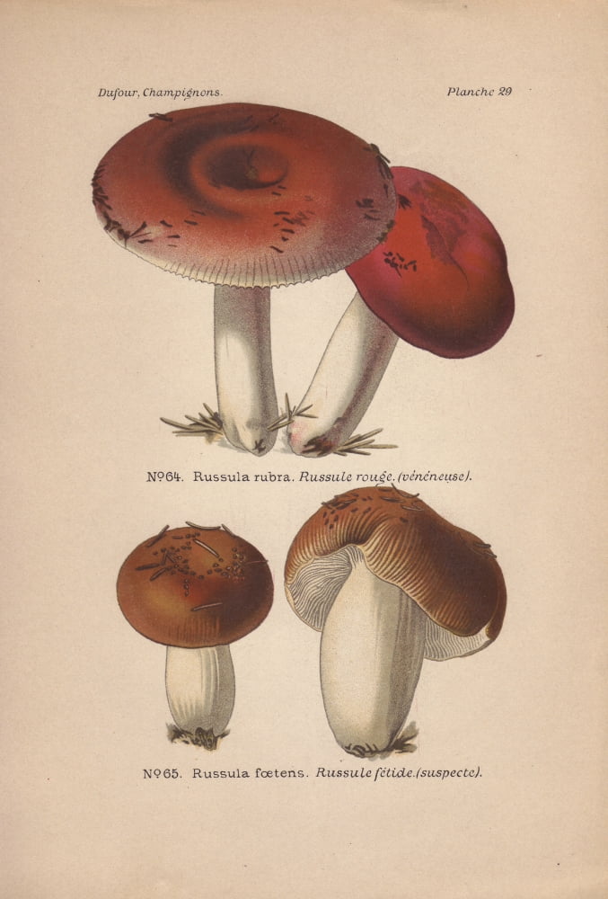 Poisonous Rust-Orange Color Russula Rubra Anda Poster Print By ...