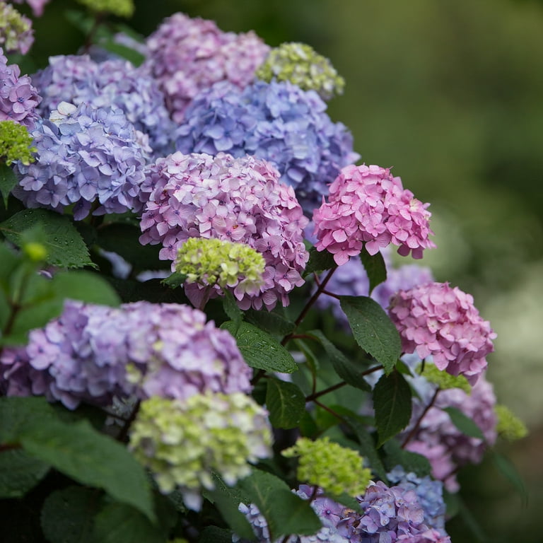 Mop Head Hydrangea Endless Summer