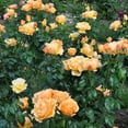 Heirloom Roses Yellow Rose Bush - Easy Going™ Shrub Rose - Live Plants ...