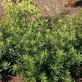 Wax Myrtle Don's Dwarf I 10 Live Plants I Myrica Cerifera Compact ...