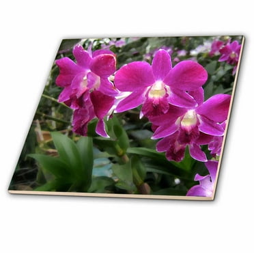 3dRose Chic Damask On A Chalkboard Background - Ceramic Tile, 8-inch ...