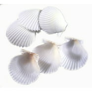 Set of 100 Small Brown and White Ark Shells (3/4' - 1") for Beach ...