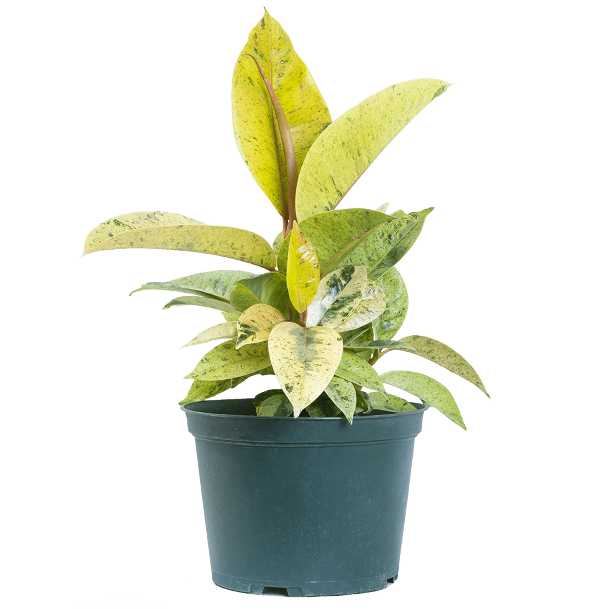 Click here for Plantsome Ficus Shivereana Moonshine Rubber Tree (... prices