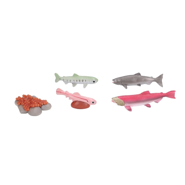 Model Growth Cycle Model Vinyl Material Safe Vivid Real Salmon Animal ...