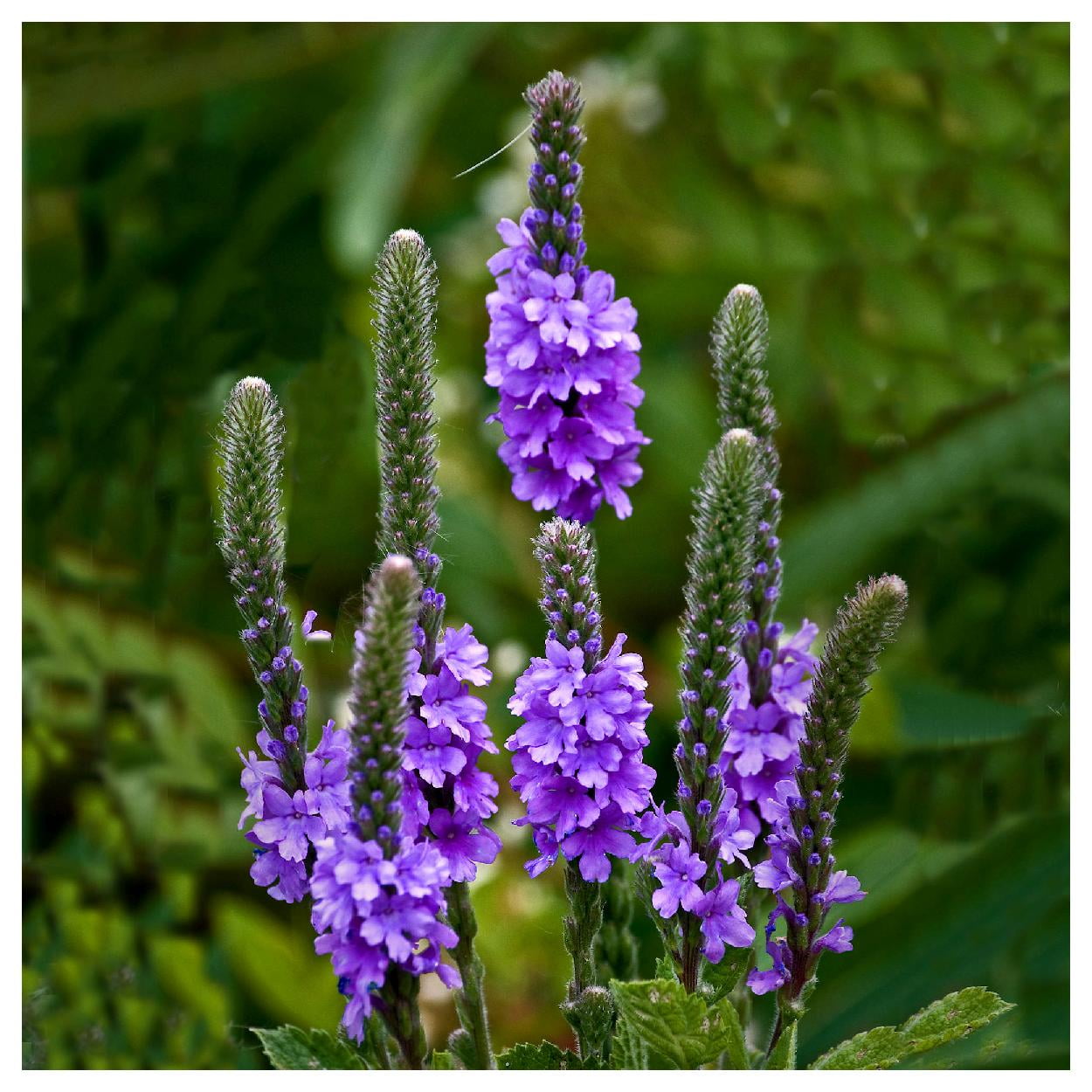 Everwilde Farms - 1/4 lb Hoary Vervain Native Wildflower Seeds - Gold ...