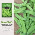 2 packs Oregon Sugar Pod II Pea Seed - Non-GMO Heirloom Full Sun Annual ...