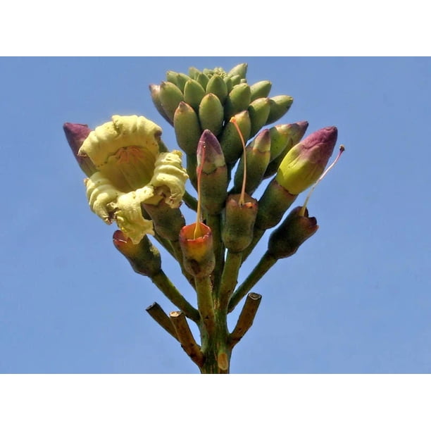 20 INDIAN TRUMPET Flower TREE (Midnight Horror / Broken Bones Plant ...