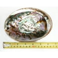Soul Sticks Large Green Abalone Shell & Brown Turkey Feather for ...